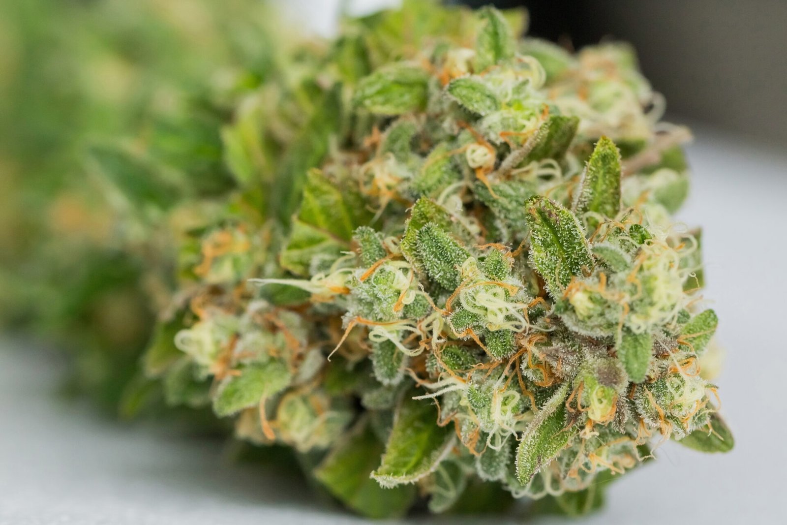 5 Ways to Manage Your Cannabis Tolerance - RedGIF